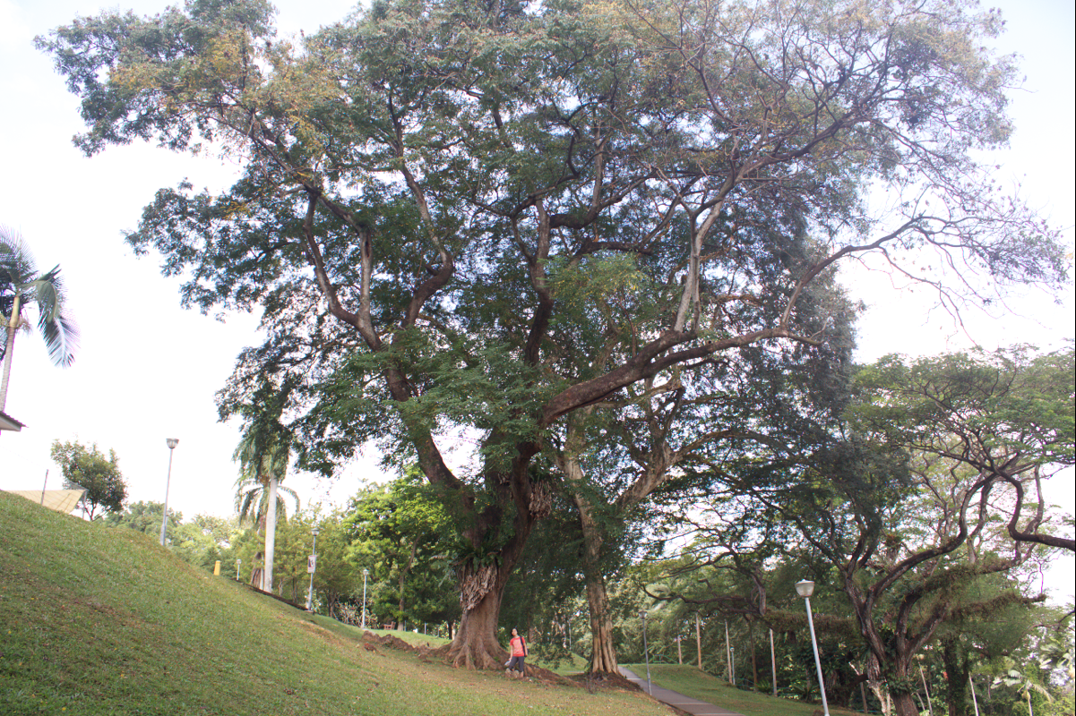 February 2015 – Singapore, very old tree
