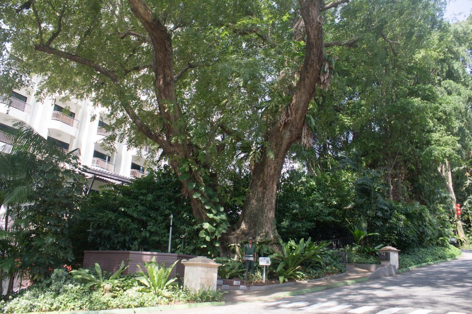 Singapore, very old tree – Page 2